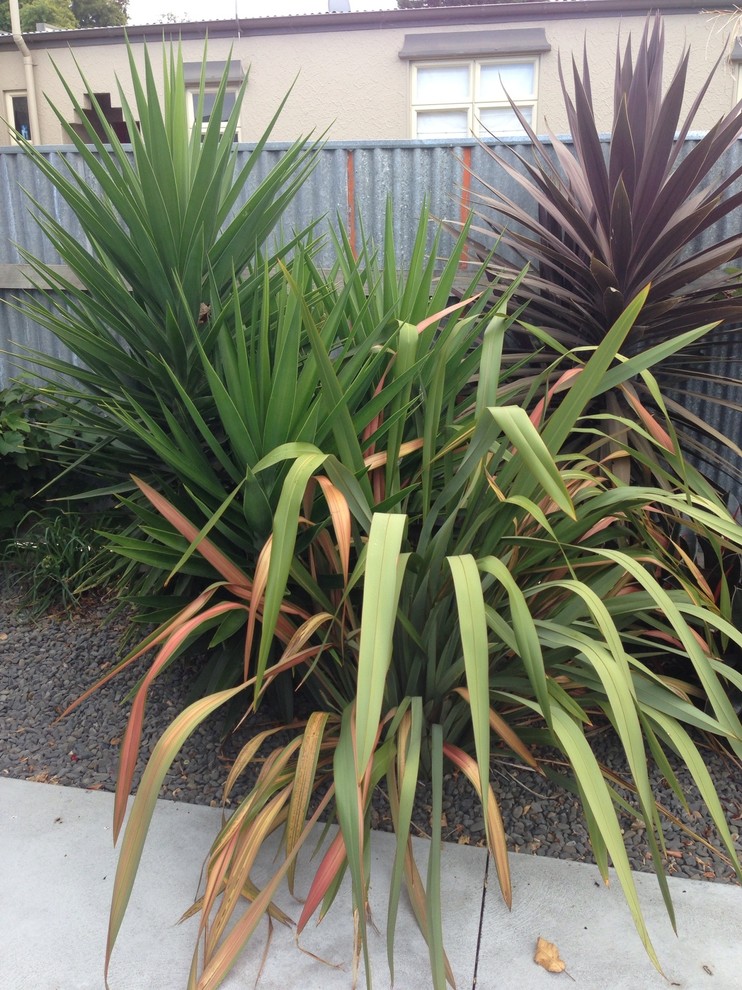Great Design Plant: New Zealand Flax