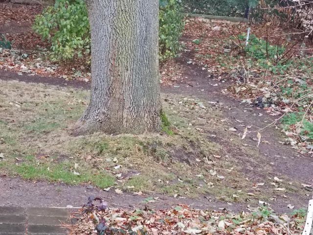 Should we expose more of the trunk flare....?