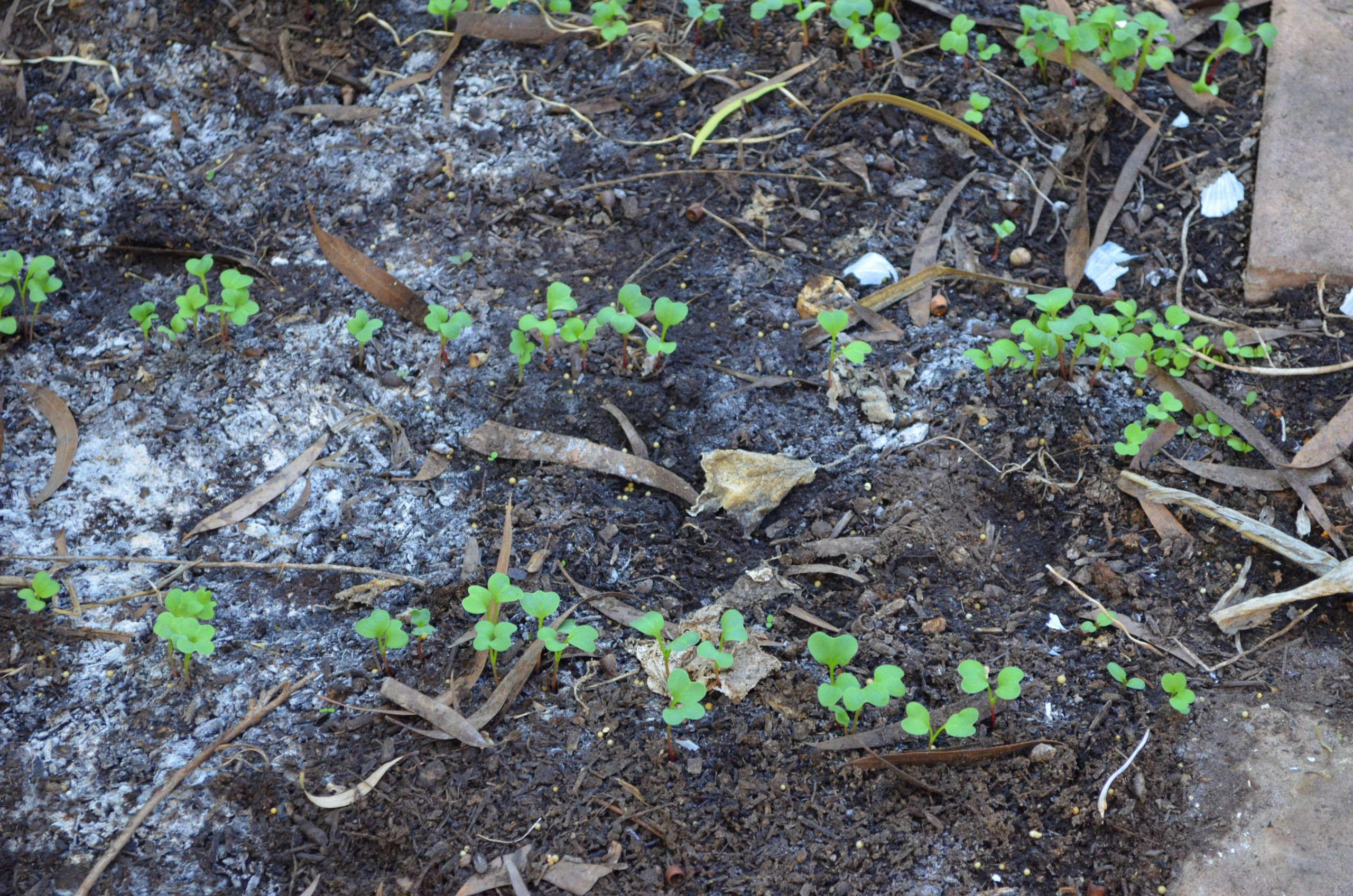 The Poop Scoop: Enrich Your Soil With Good Old Manure
