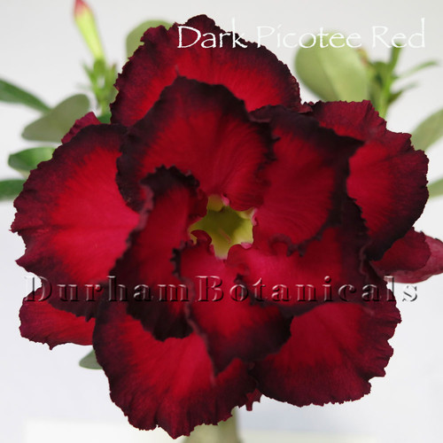 Dark Picotee Triple Red grafted Adenium from Durham Botanical | Houzz Forum