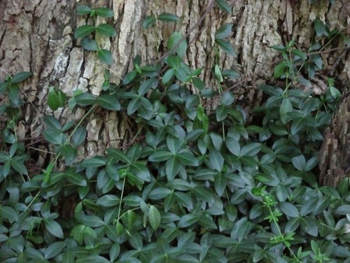 Invasive Ground Cover Identification