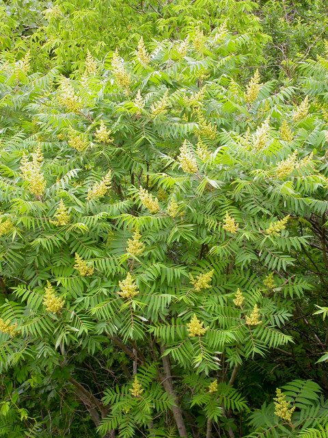 8 Essential Shrubs for Wildlife in the Great Lakes and Midwest