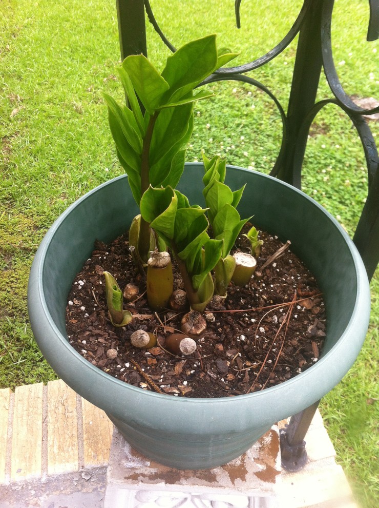 Zee Zee Plant Repotting Help