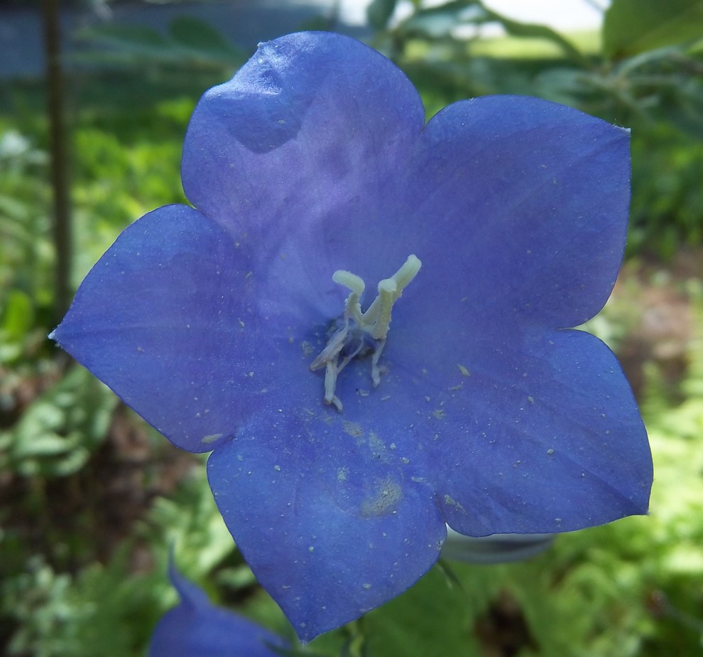 Tall stalk with flowers and thin leaves