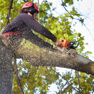 SILICON VALLEY TREE SERVICE - Project Photos & Reviews - San Jose, CA ...