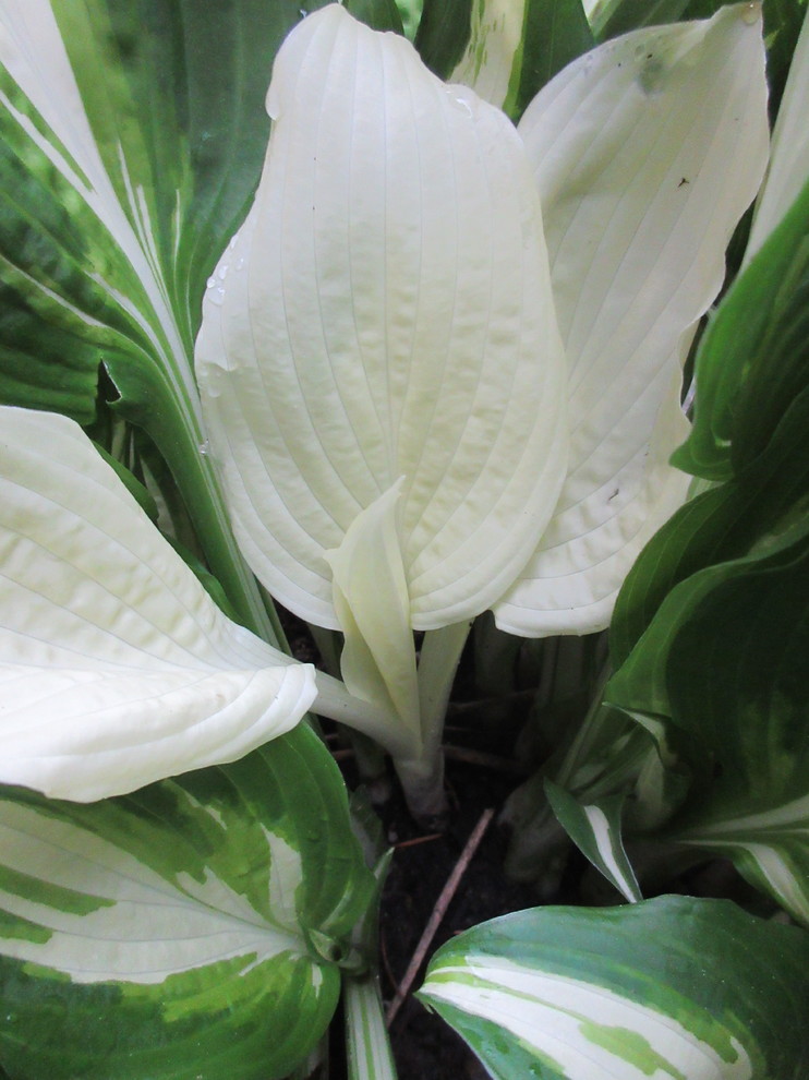 white eye in Undulata Variegata