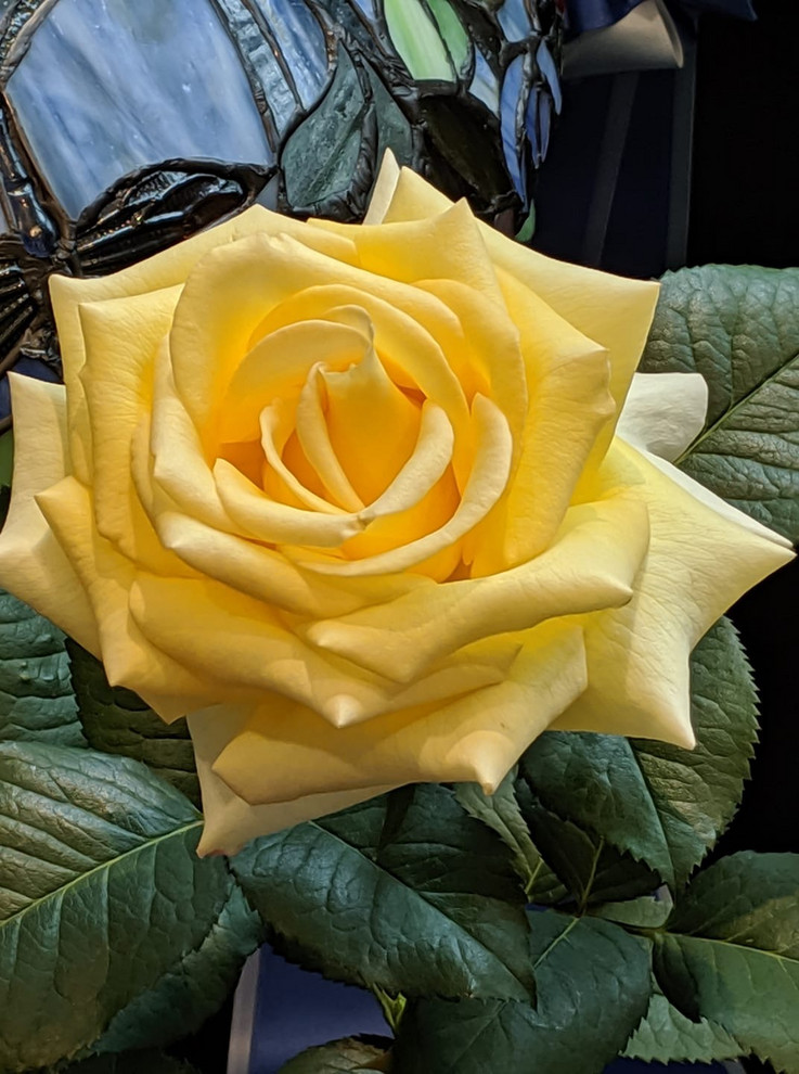 Yellow Hybrid Tea Rose