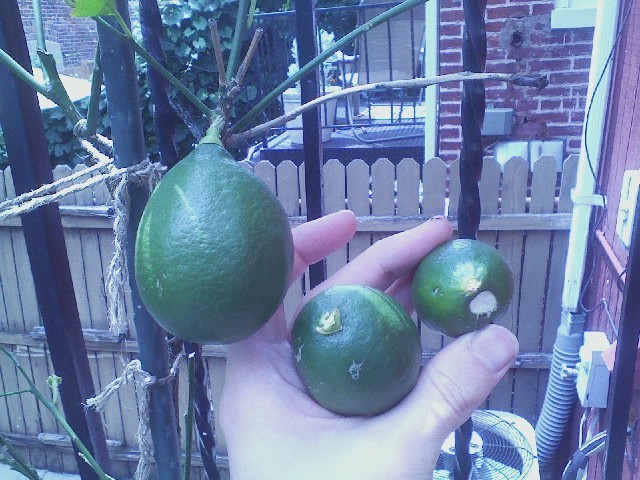 Unripe fruit falling off dwarf Meyer lemon tree