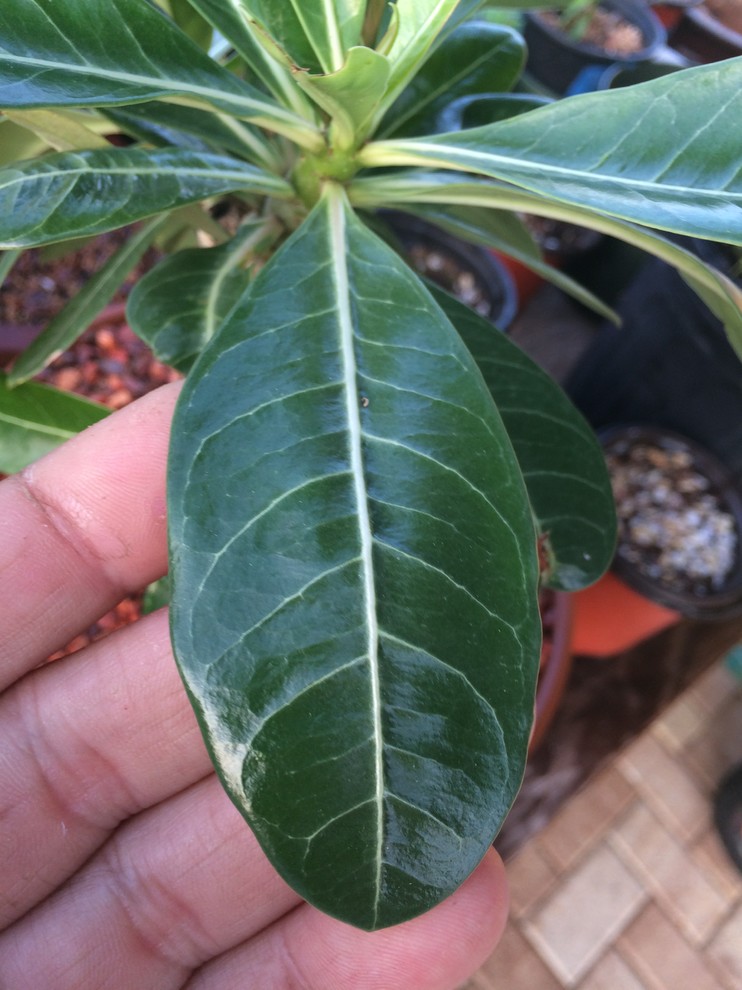 types of adeniums