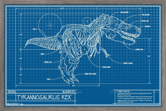 T-Rex - Blueprint Illustration, 22.375" x 34" - Eclectic - Prints And ...