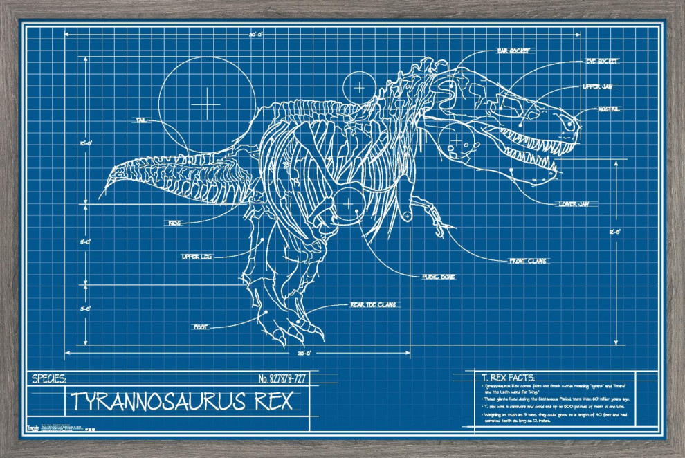T-Rex - Blueprint Illustration, 22.375" x 34" - Eclectic - Prints And ...