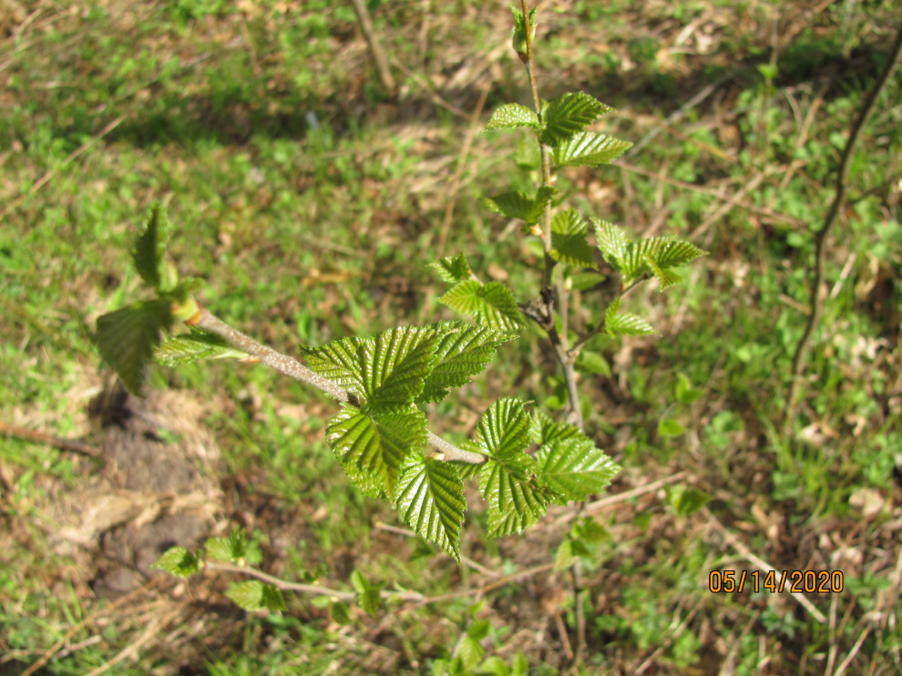 Small tree just leafing out