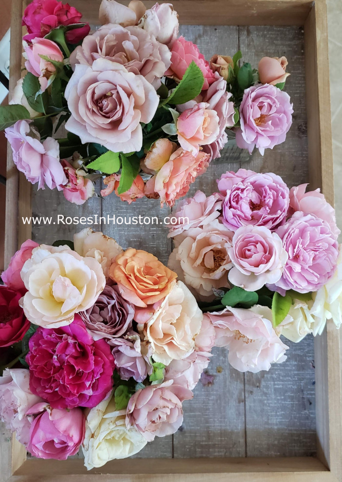 My perfect "imperfect" roses in hot & humid Houston