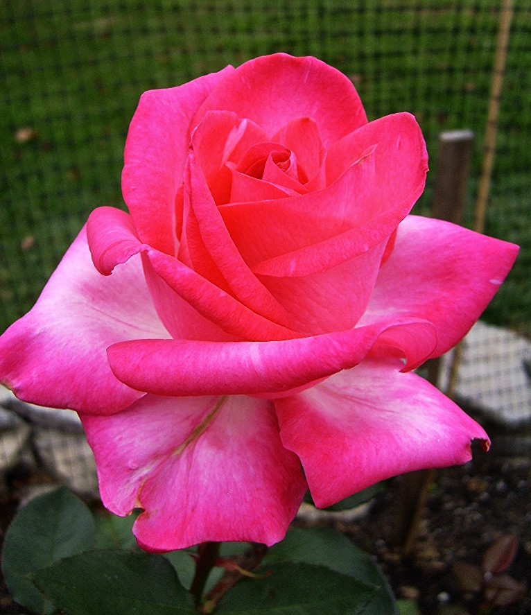 42 more reasons to LOOOVE roses