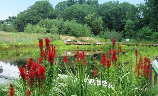 The most beautiful Midwestern red native plant