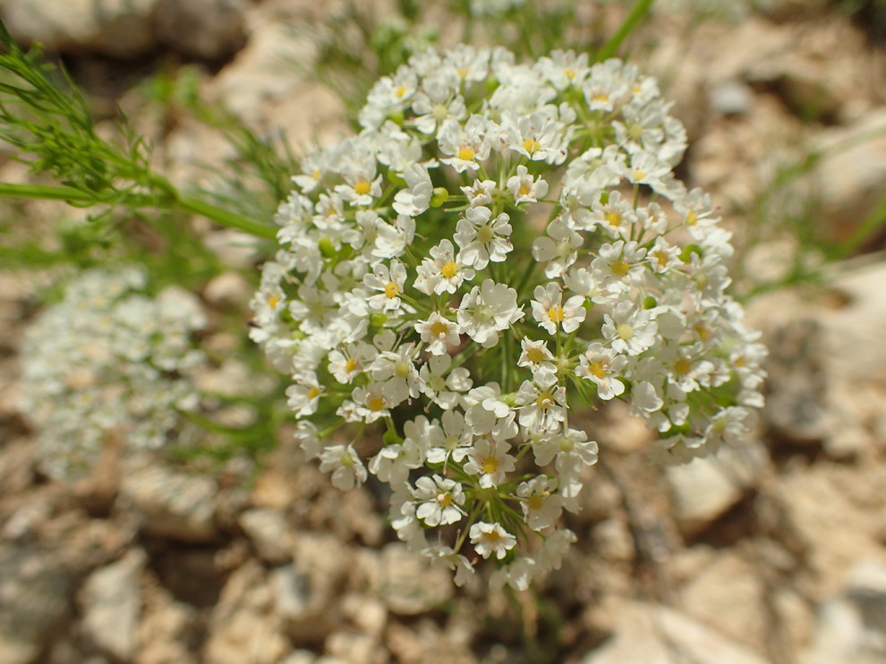 Small, White Flower Balls?