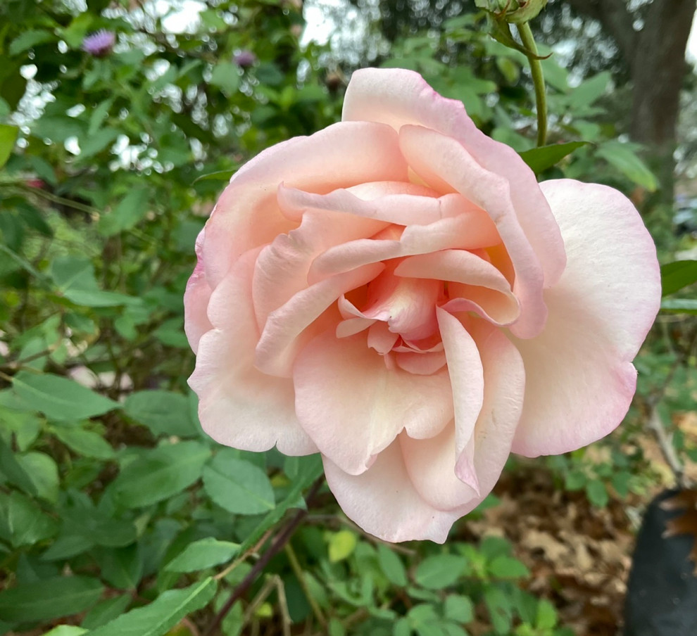 G. Nabonnand late December blooms | Houzz Forum