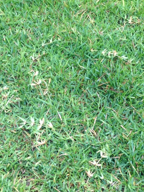 Why are the runners above the grass?