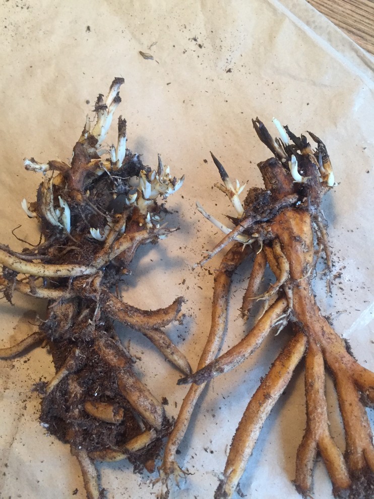 Best way to plant bare root bleeding hearts