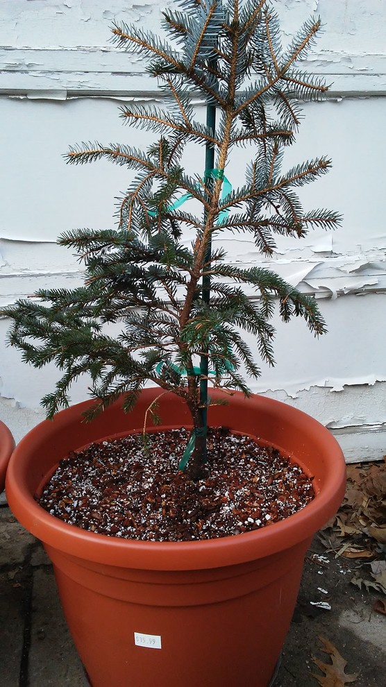 How to straighten bent/curved conifer trees