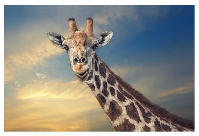 "The Friendly Giant" Digital Paper Print by Piet Flour, 24"x17", 46"x31 ...