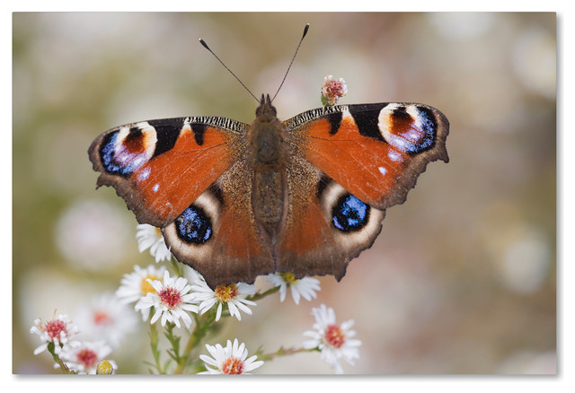 "Moth" by Robert Harding Picture Library, Canvas Art, 22"x32 ...