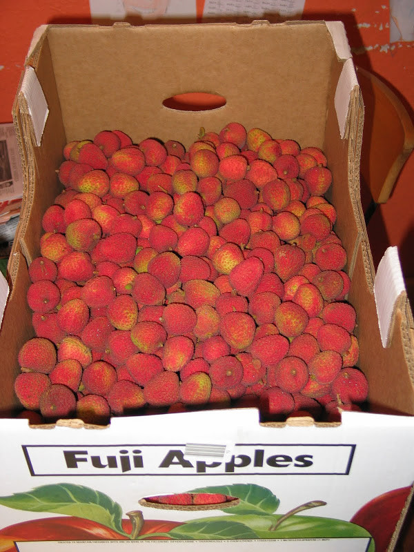 Morning Haul of Hak Ip Lychees