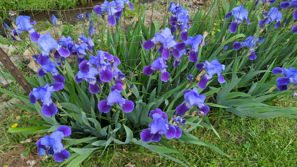 Largest clump of purple iris ever, others