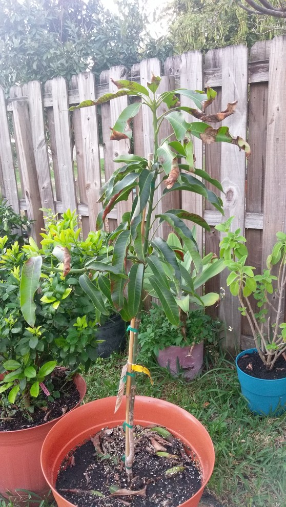 Problem with Mango Tree (Leaves Drying?)