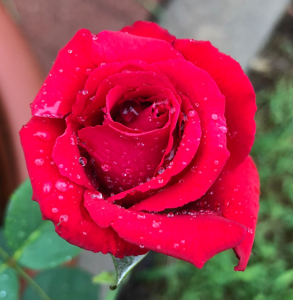 2020 Color Thread: RED Roses