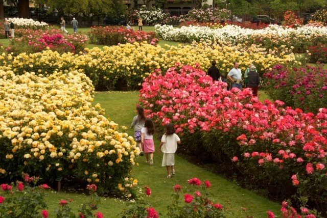 Still Blooming at the San Jose Municipal Rose Garden