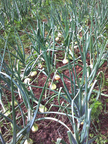 Overwintering onions about done