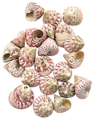 Serene Spaces Living Strawberry Troca Shells, Extra Small - Beach Style ...