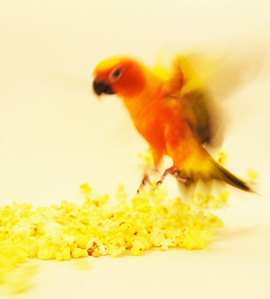 Pet’s Place: Outdoor Living Suits These Cockatiels