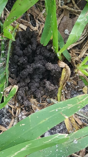 What are these little mud piles in my grass?