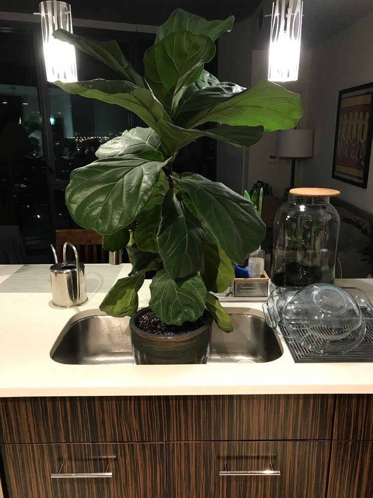 Pot up or repot root-bound Ficus lyrata (fiddle leaf fig)?
