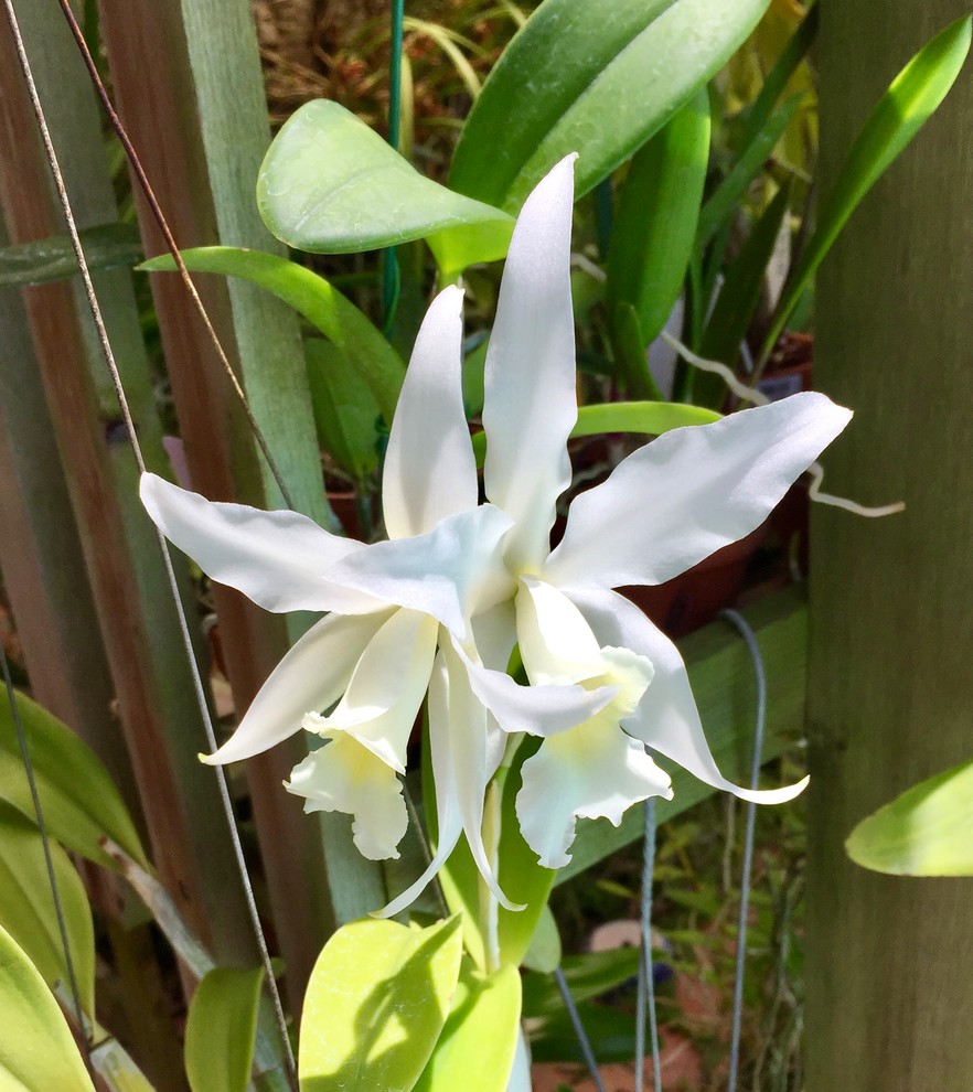 Lc Clayton Wasley alba