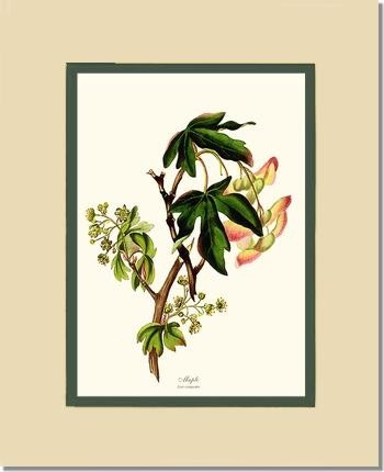 Vintage Botanical Tree Leaf Art : Maple, 8x10 Print - Traditional ...