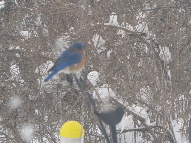 My first bluebird!!!!!