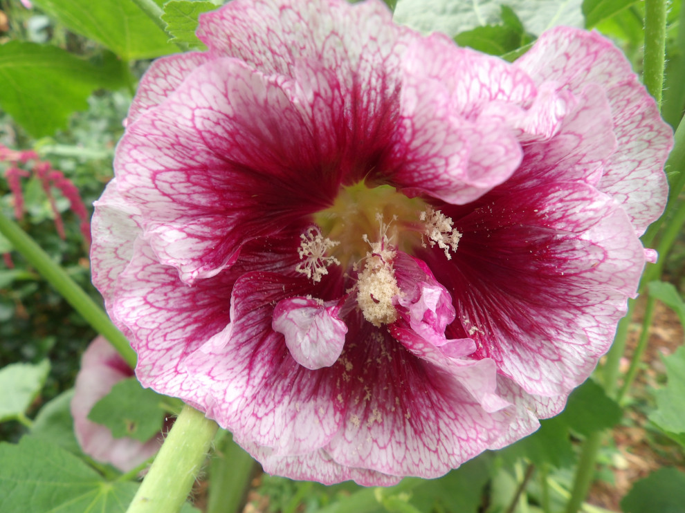 What new plants from seed did best for you? | Houzz Forum