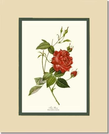 Vintage Botanical Rose Art Print: Tea Rose, 11x14 Print - Traditional ...