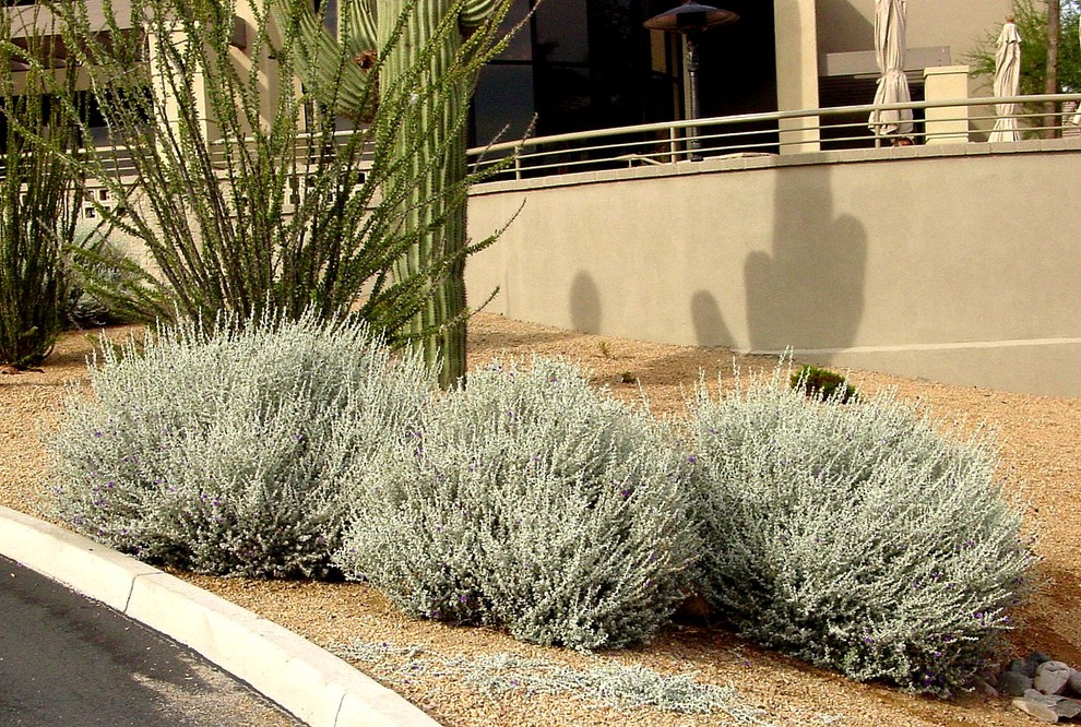 Great Design Plant: Violet Silverleaf Thrives on Scant Water
