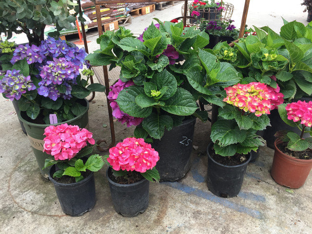 Make Sure You Read This Before Buying New Plants | Houzz UK