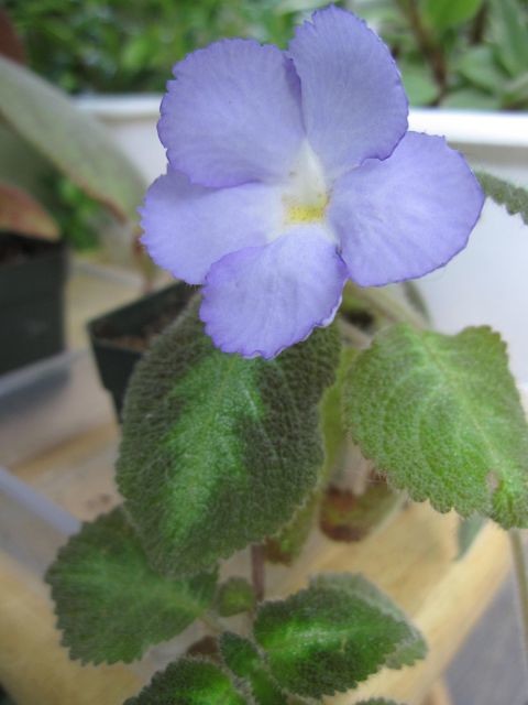 Episcia Lilacina and Spring Symphony..........