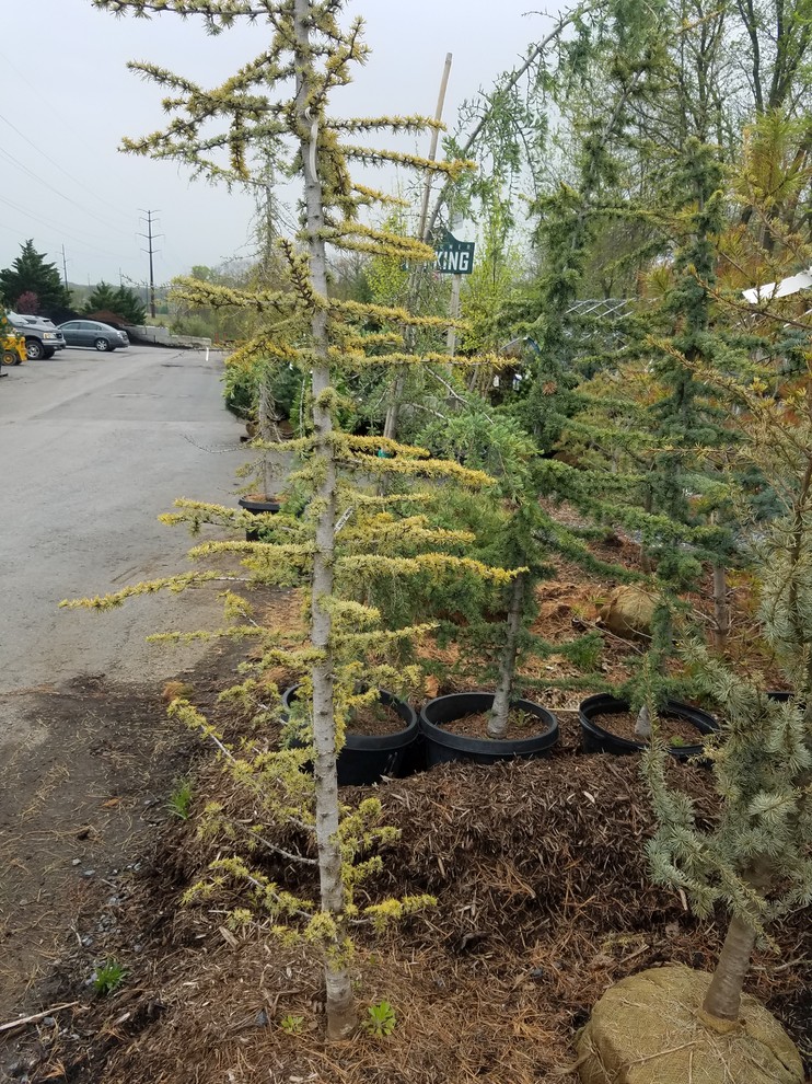 Columnar Blue Atlas Cedar