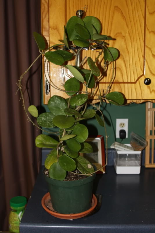 Obovata Before And After