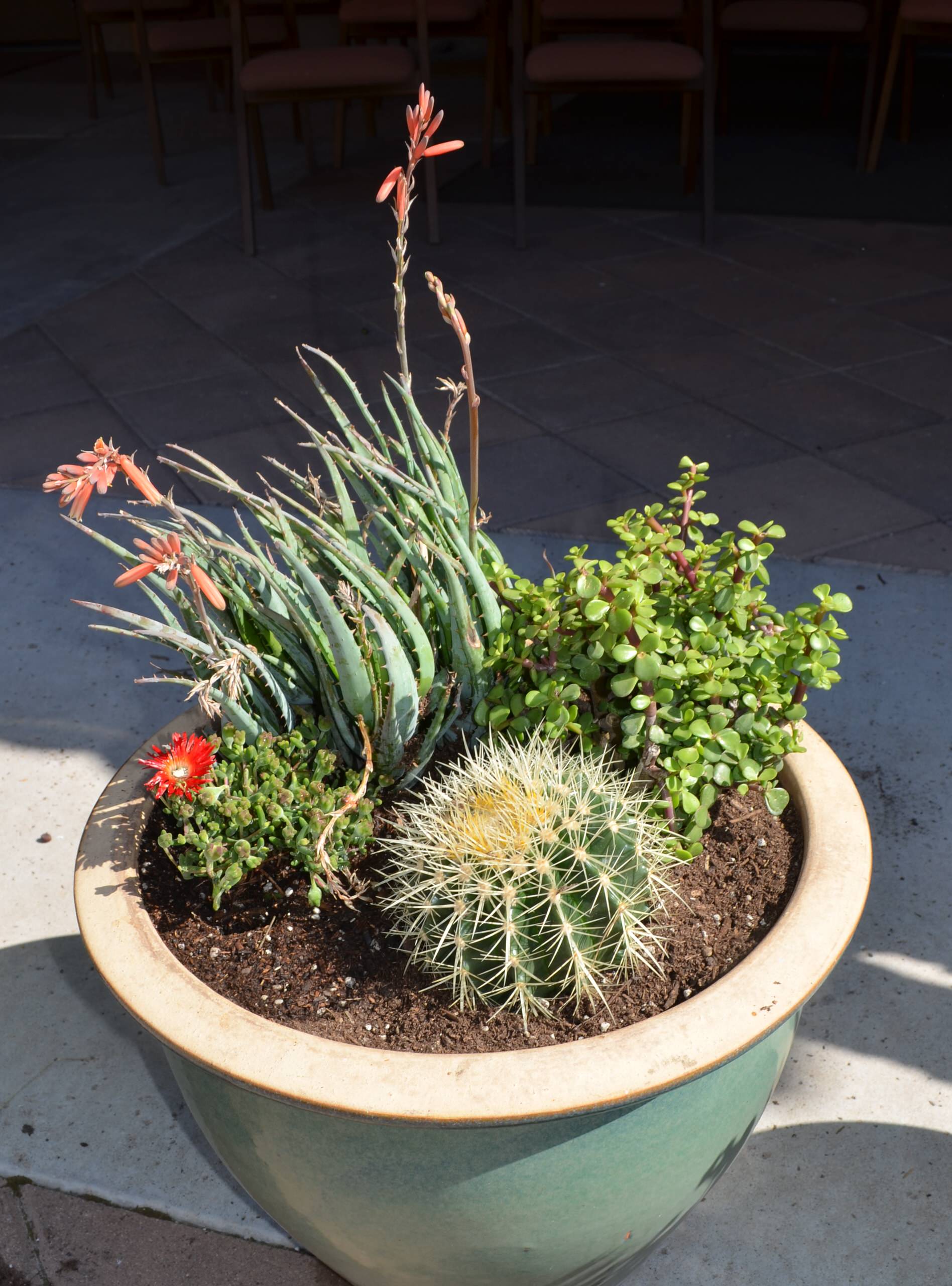 Cactus Container Garden Cactus And Succulent Containers Are Ideal For