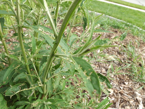 Need help identifying a pest or a disease on Butterfly Bush