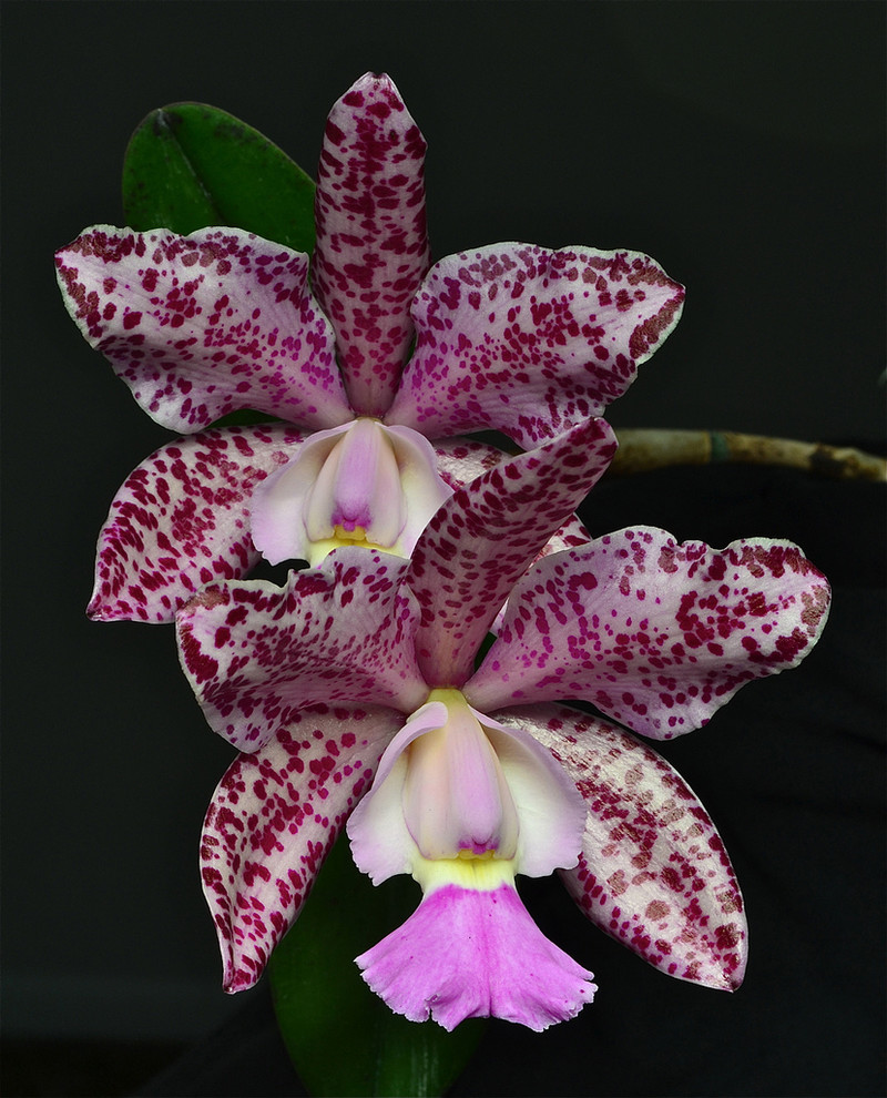 Cattleya Summer Spots Carmela
