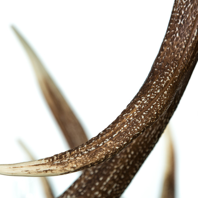 Elk 12 Antler Chandelier - Rustic - Chandeliers - by Cast Horn Designs ...